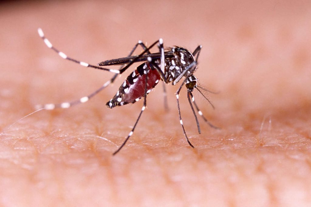 Mosquito del dengue en Chile: Cómo se transmite la enfermedad y por qué ...